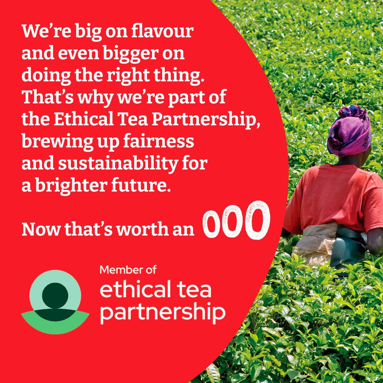 Typhoo Tea 240 Tea Bags - Morrisons Online Groceries & Offers