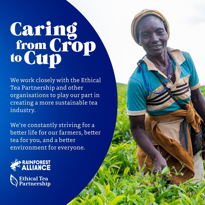 Tetley Pure Green Tea Bags 50s - Morrisons Online Groceries & Offers