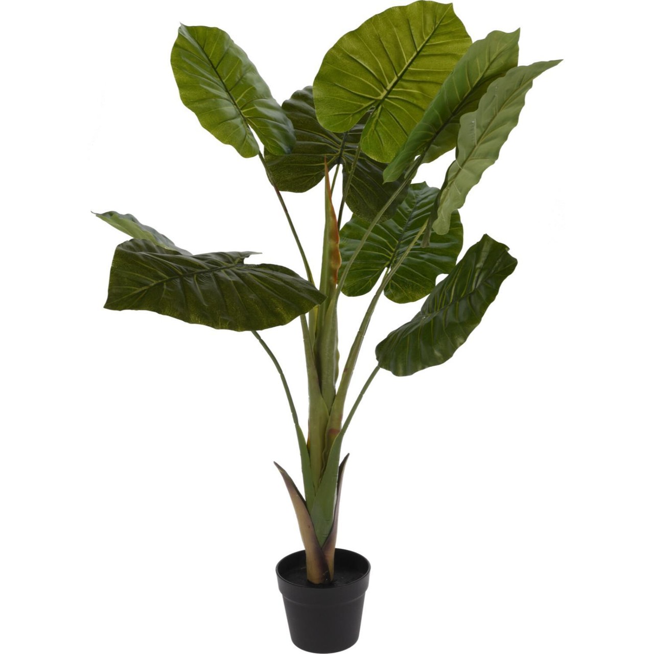 Morrisons Plant In Pot Height - 110cm - Morrisons Online Groceries & Offers