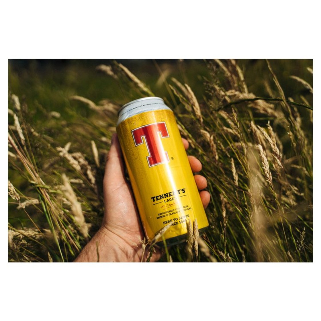 Tennents Lager - Morrisons Online Groceries & Offers