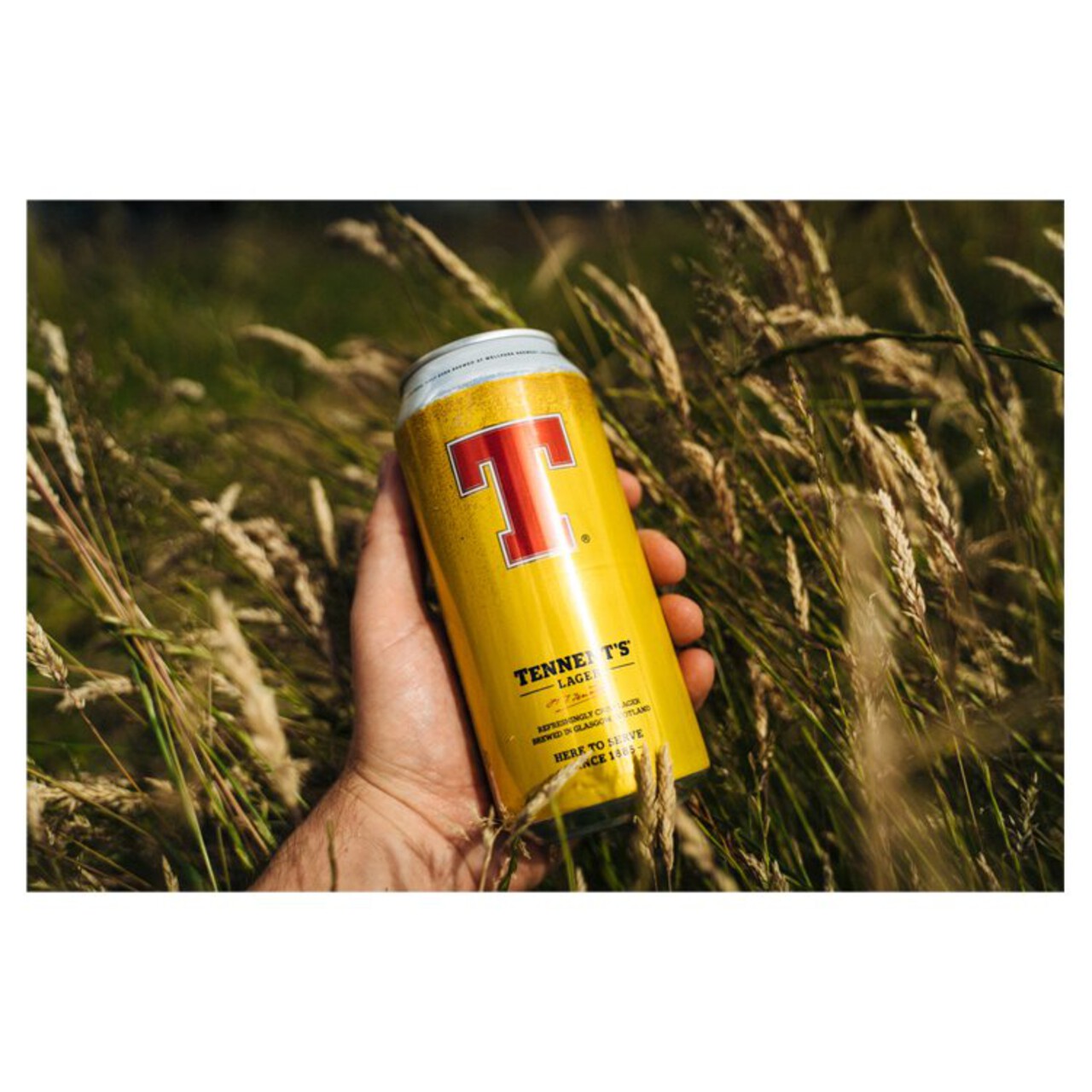 Tennents Lager - Morrisons Online Groceries & Offers